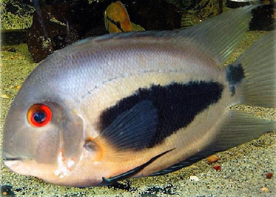 Uaru Cichlid "Uaru amphiacanthoides" – 1 Fish 2 Fish PEI